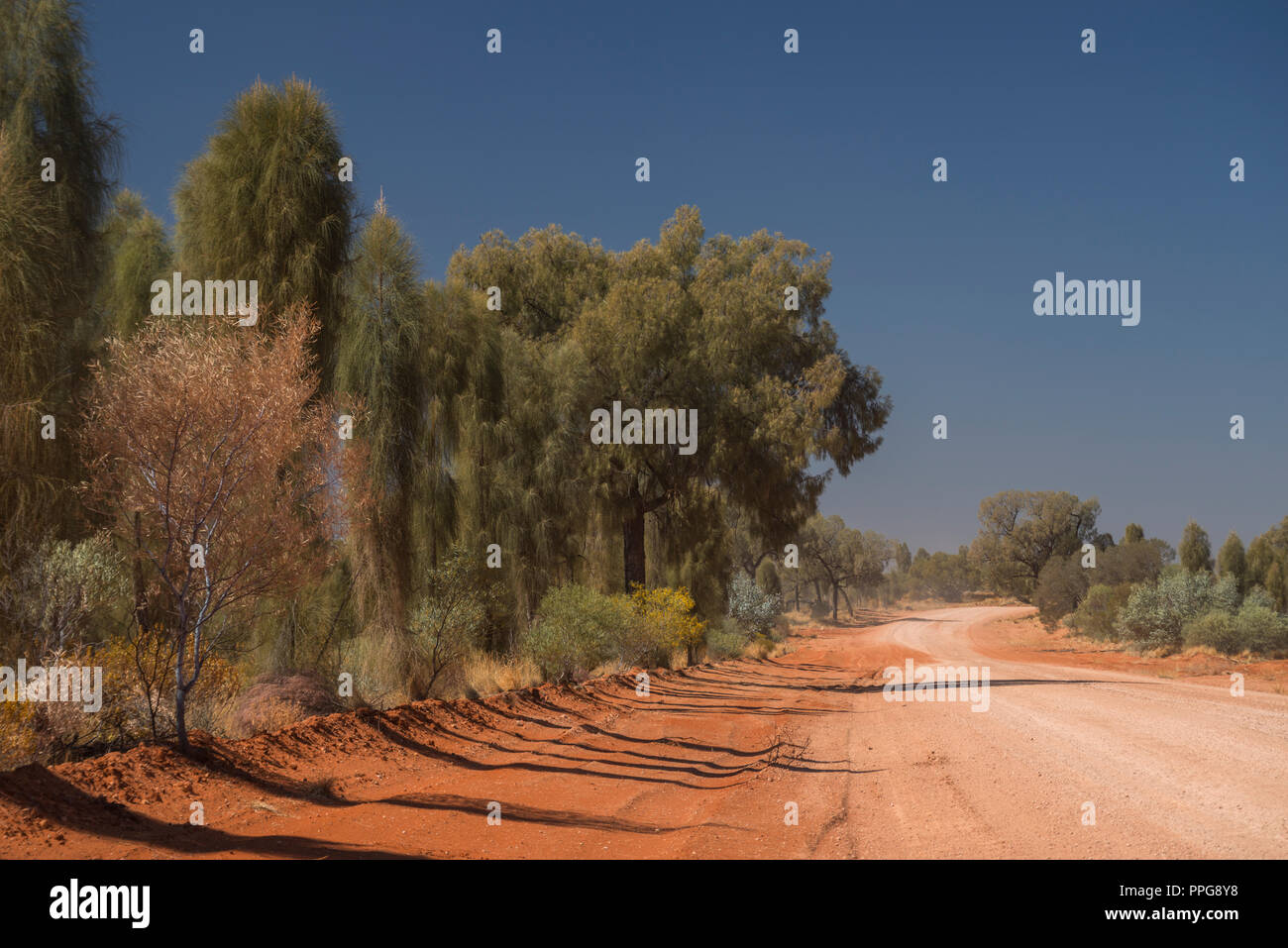 desert oak, allocasuarina decaisneana, in the Australian Outback of the ...