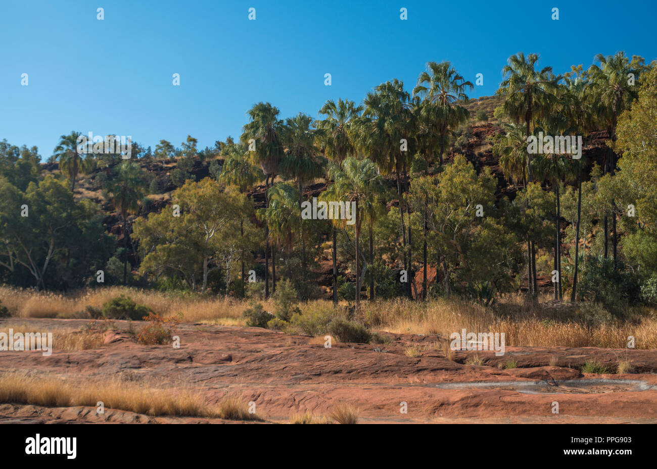Livistona mariae, red cabbage palm, Palm Valley, MacDonnell Ranges ...