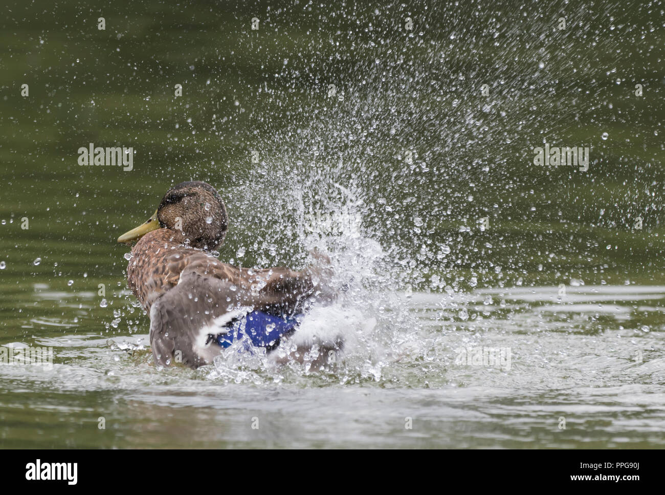 Hen (female) Mallard Duck (Anas platyrhynchos) splashing in water in Summer in West Sussex, UK ...