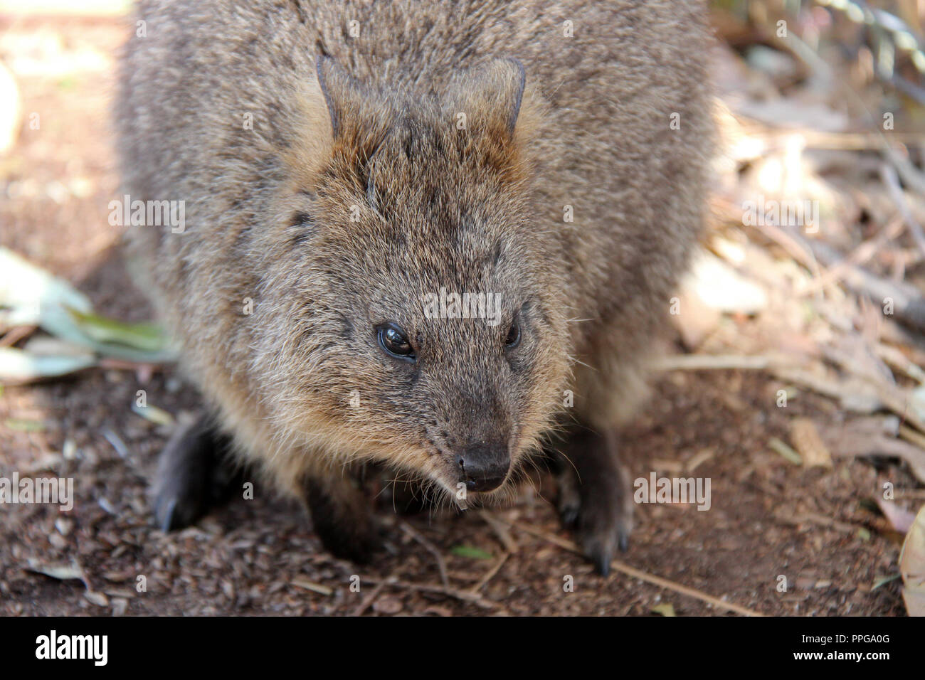 A quokka in a zoo in Adelaide (Australia Stock Photo - Alamy