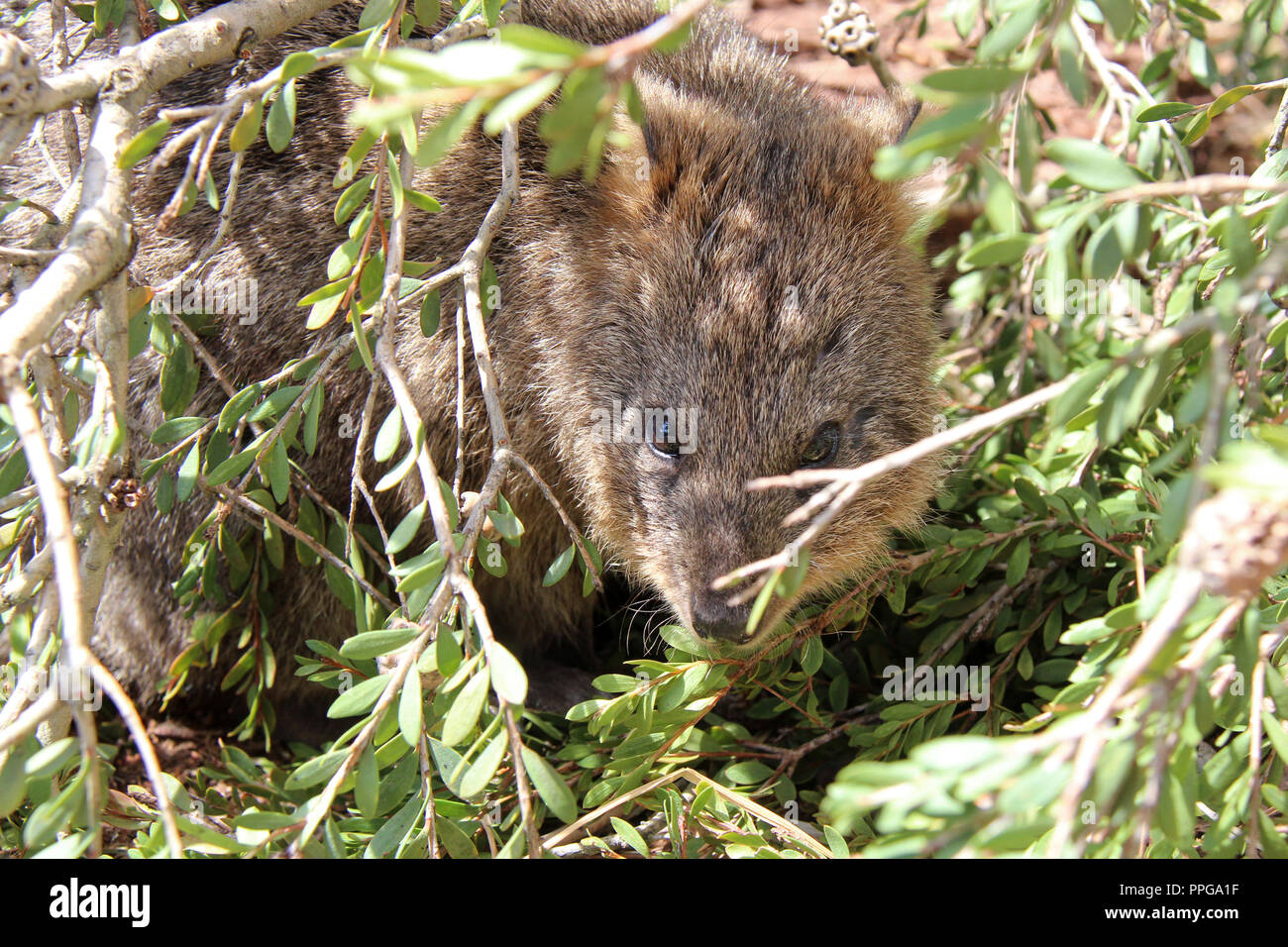 A quokka in a zoo in Adelaide (Australia Stock Photo - Alamy