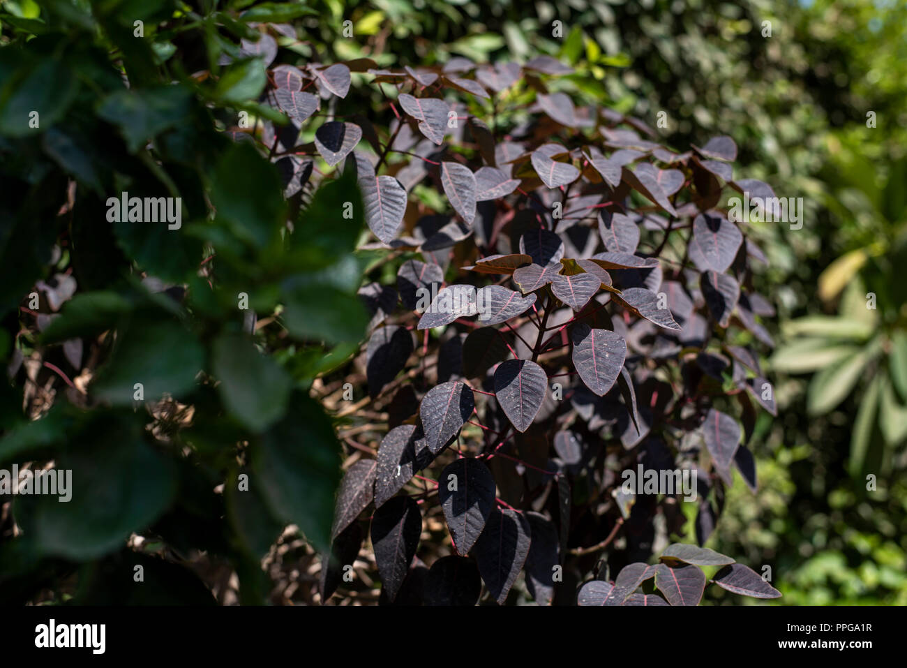 Up close greenery hi-res stock photography and images - Alamy