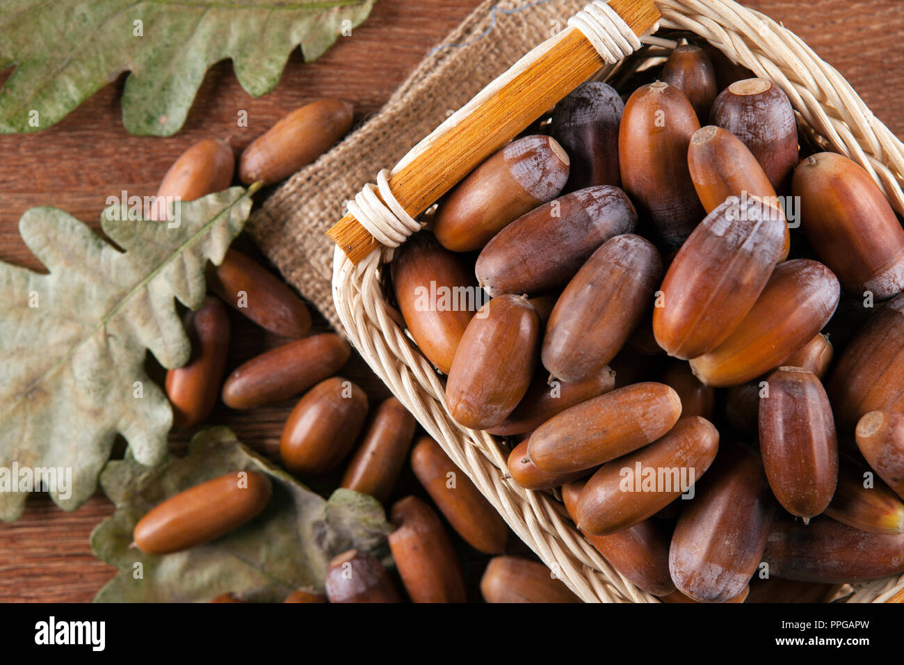 Real Acorns Tops