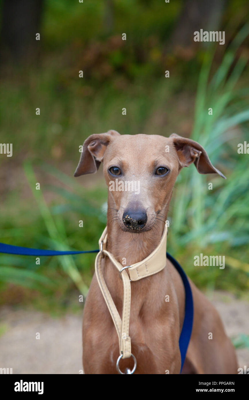 Italian Greyhound Kermit Landshark