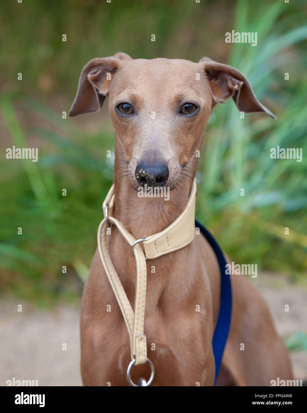 A cute looking Italian Greyhound on a beach in Fife Scotland Stock ...