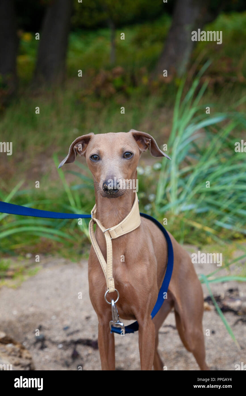 Italian greyhound hi-res stock photography and images - Alamy