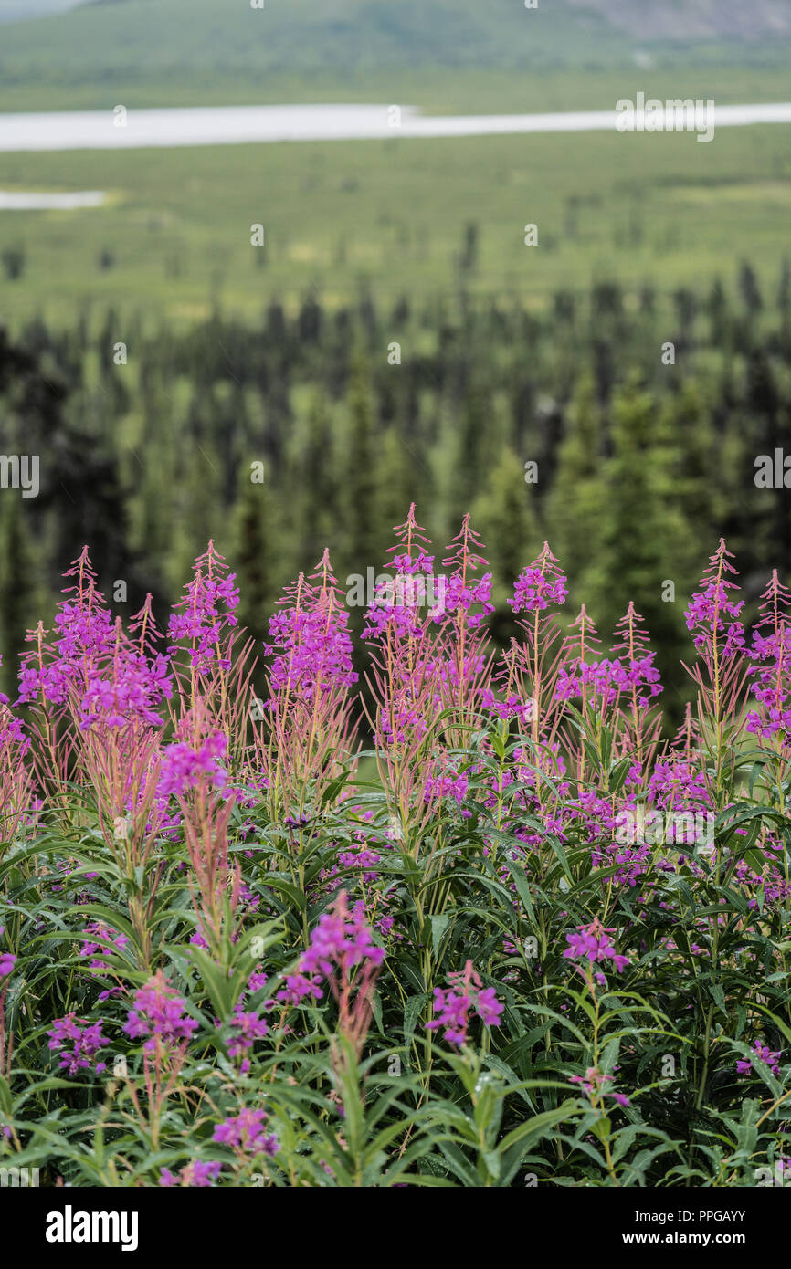 Beautiful Alaska fireweed purple wildflower. Portrait view, with boreal ...