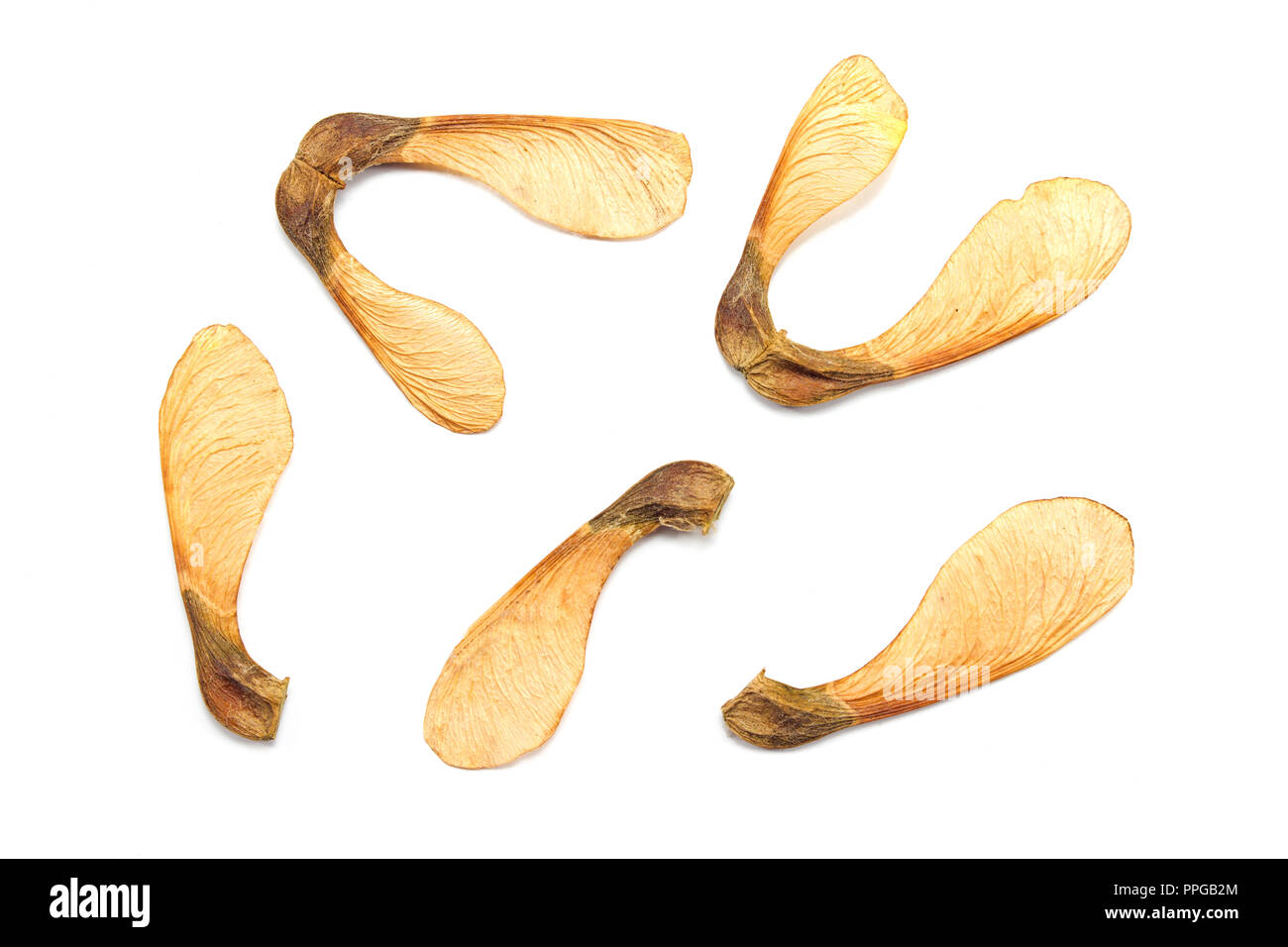 Maple tree seeds isolated on white Stock Photo - Alamy