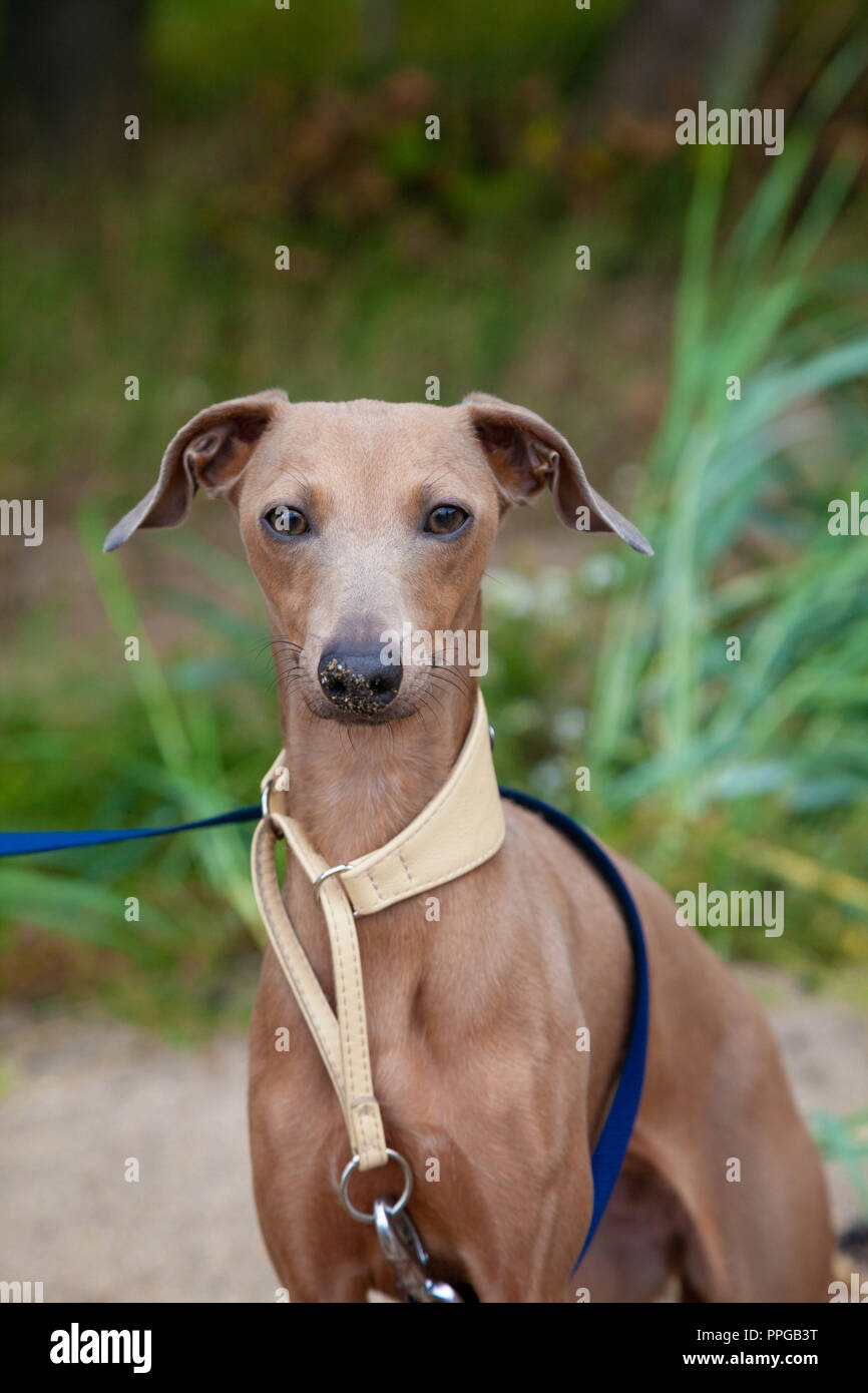 Italian greyhound hi-res stock photography and images - Alamy