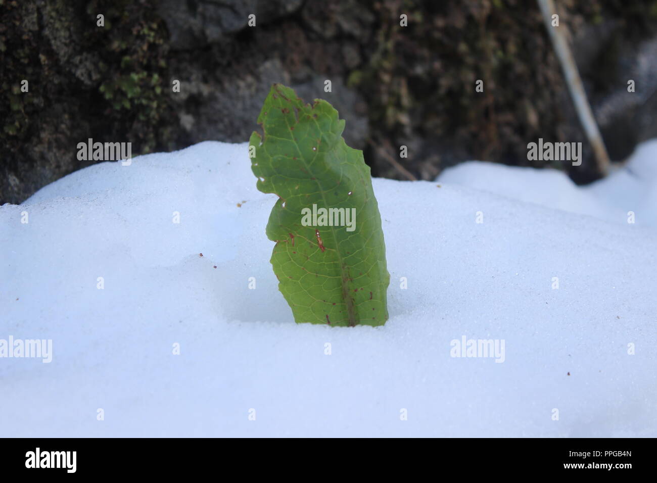 Life in snow Stock Photo - Alamy