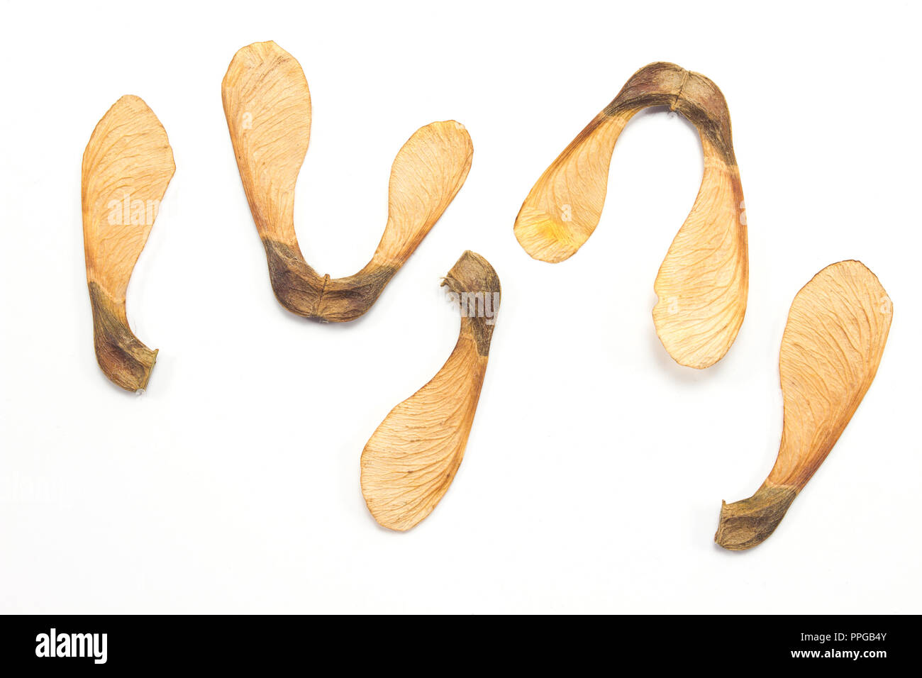 Maple tree seeds isolated on white background Stock Photo - Alamy