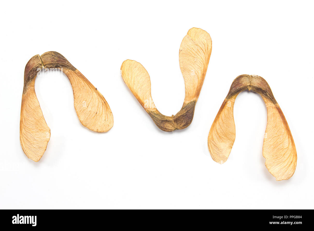 Maple tree seeds isolated on white background Stock Photo - Alamy