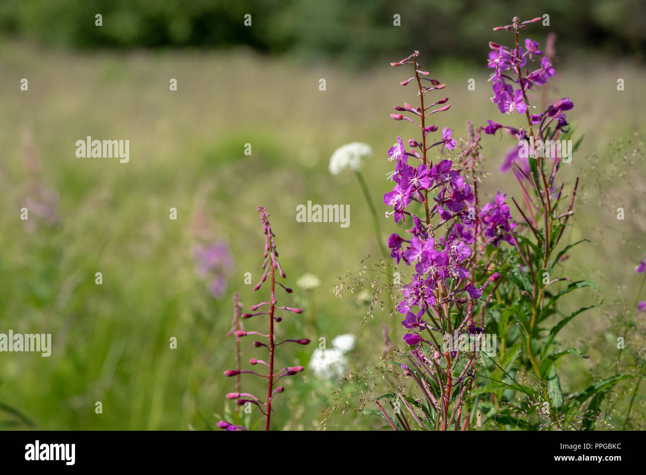 Beautiful Alaska fireweed purple wildflower. Extra copy space on left ...