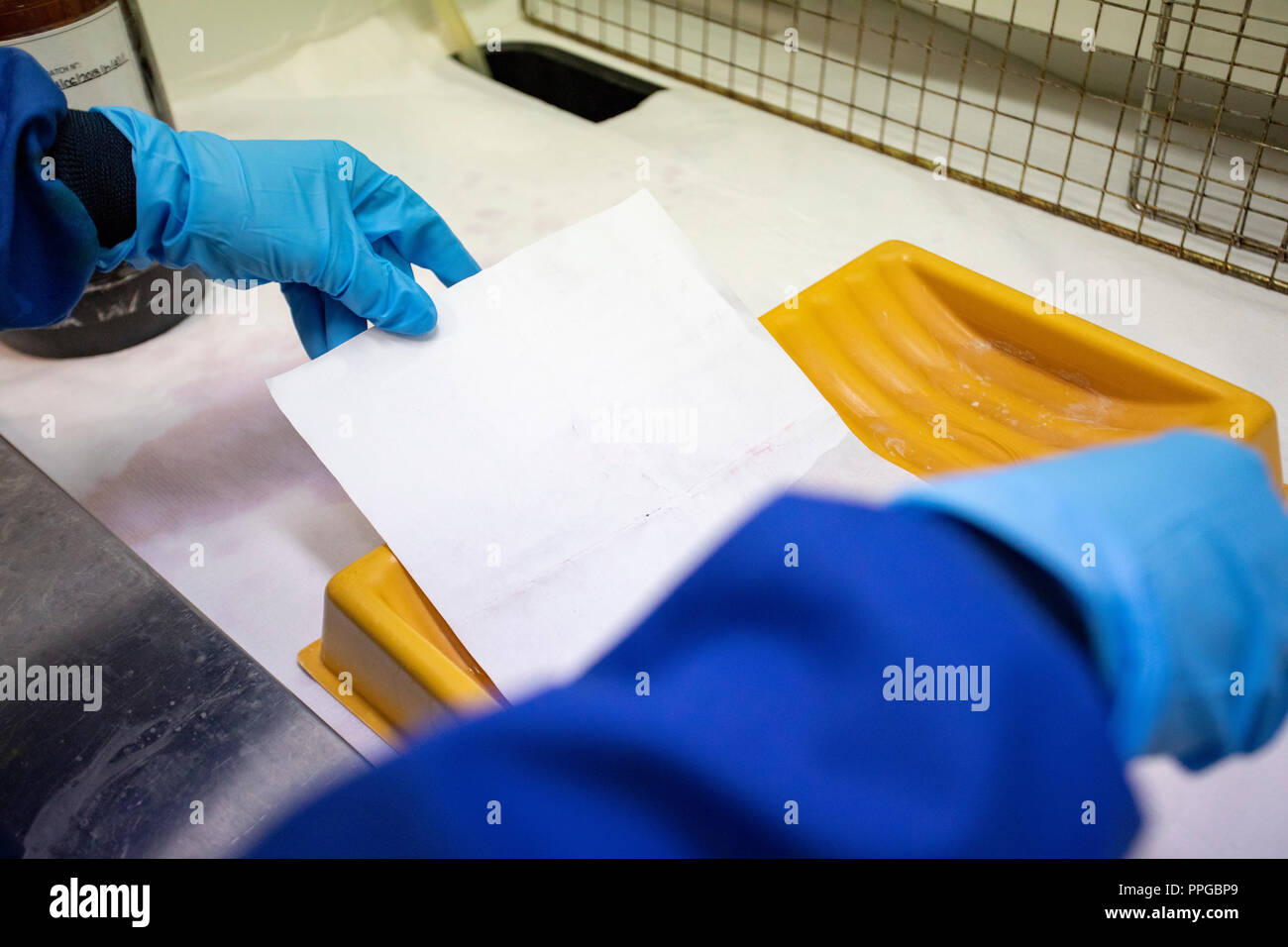 Forensic Laboratory Officer examining porous paper for latent ...