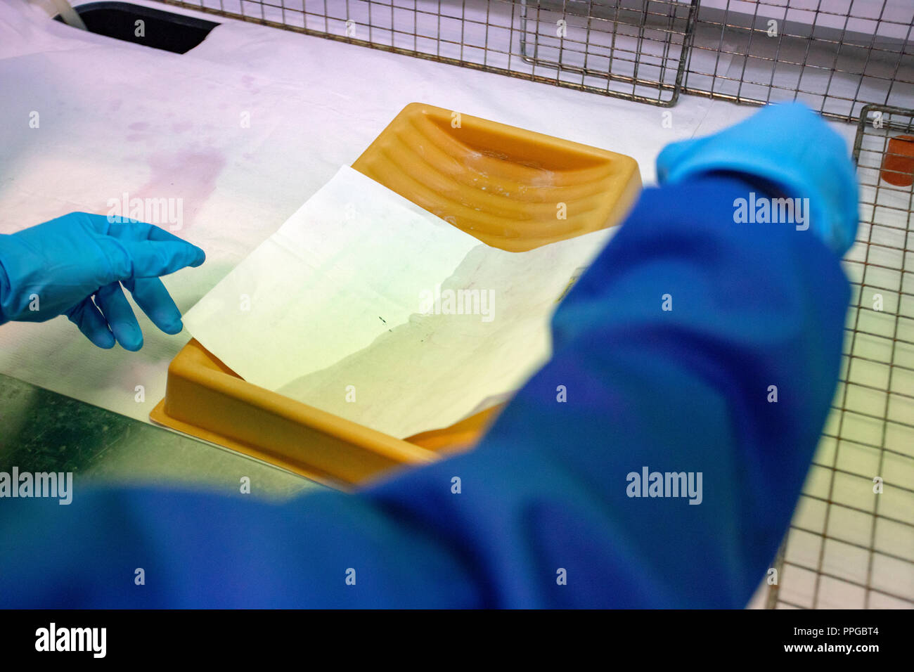Forensic Laboratory Officer examining porous paper for latent ...