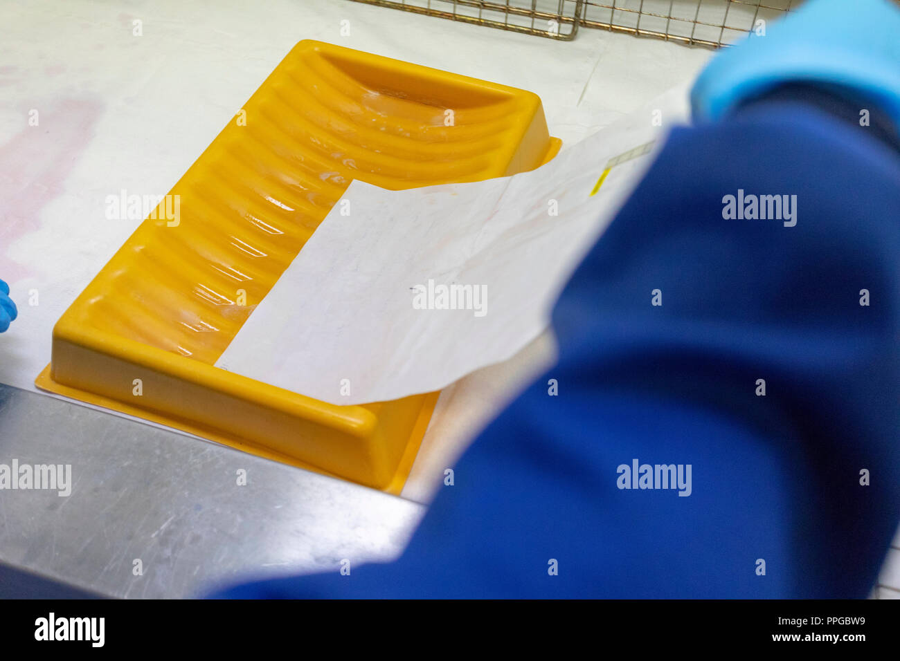 Forensic Laboratory Officer examining porous paper for latent ...