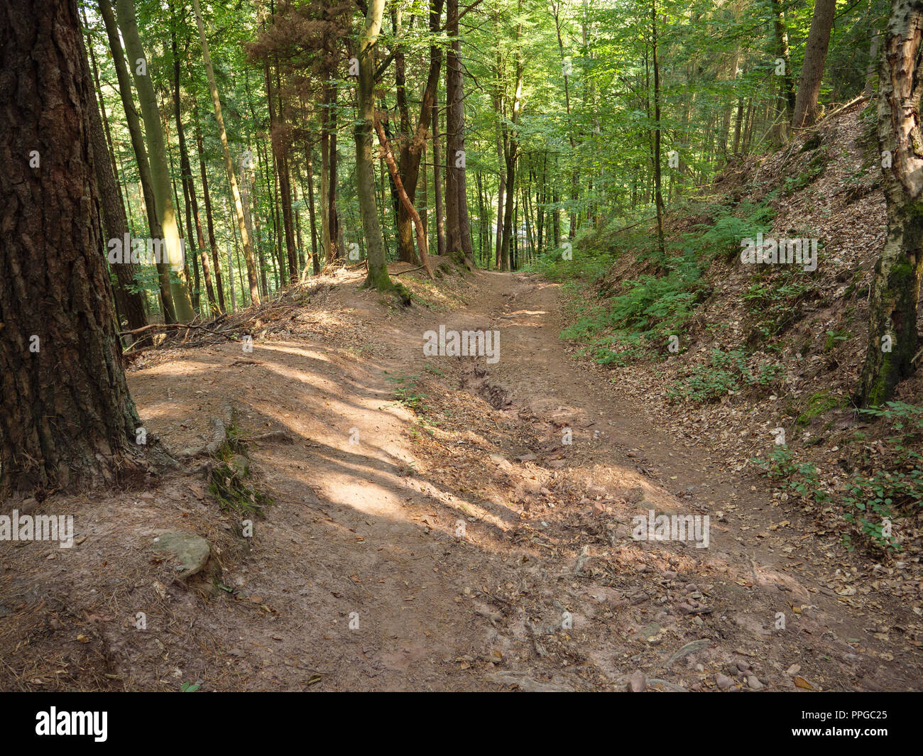 castle in the german pfalz Stock Photo - Alamy