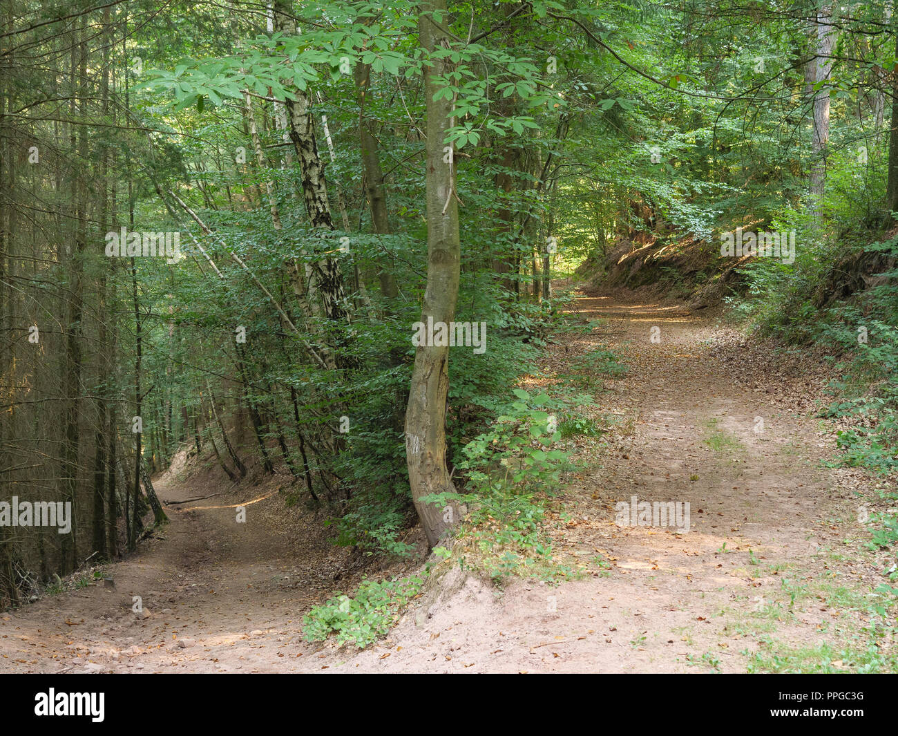 castle in the german pfalz Stock Photo - Alamy