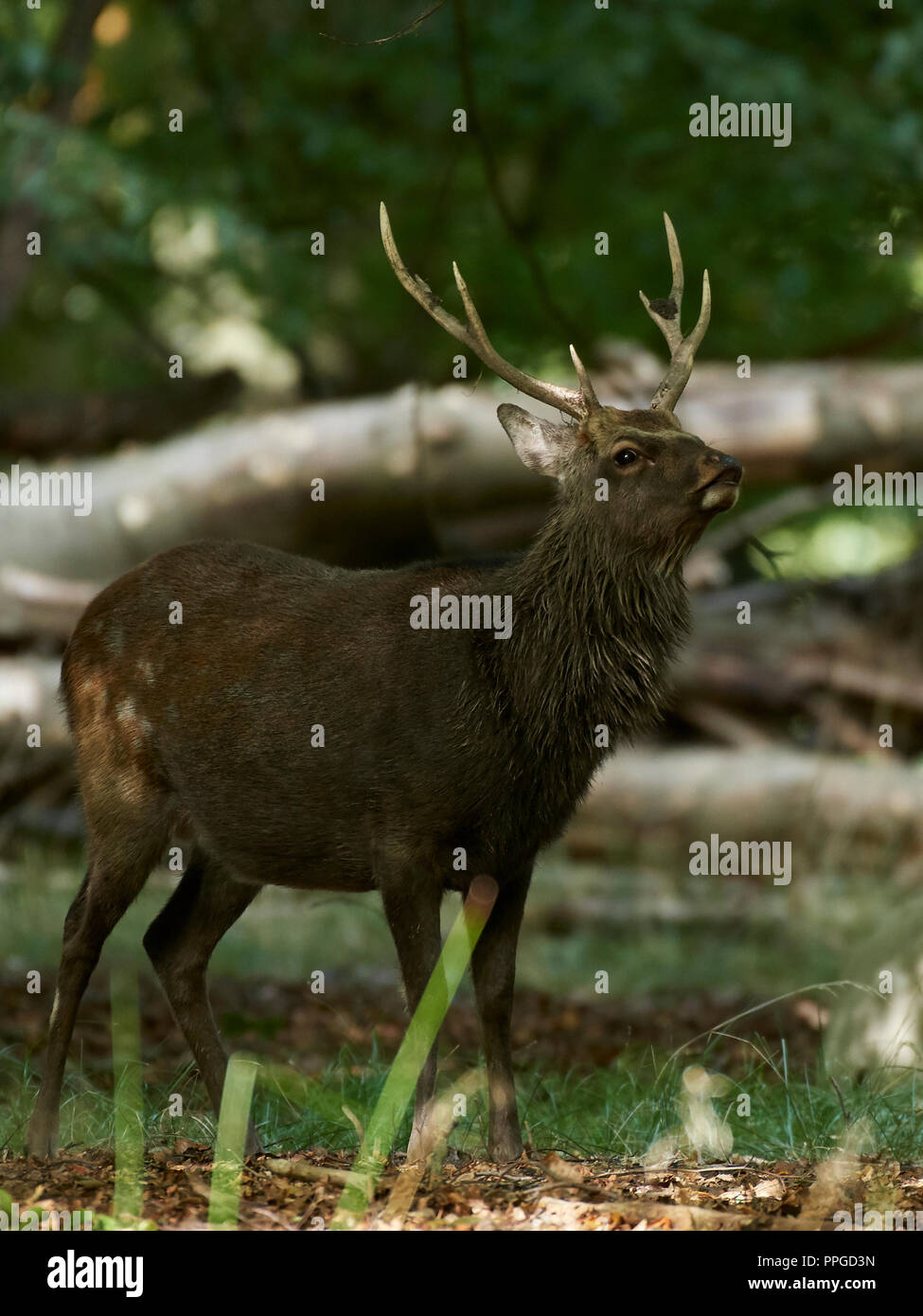 Sika deer in its natural habitat in Denmark Stock Photo - Alamy