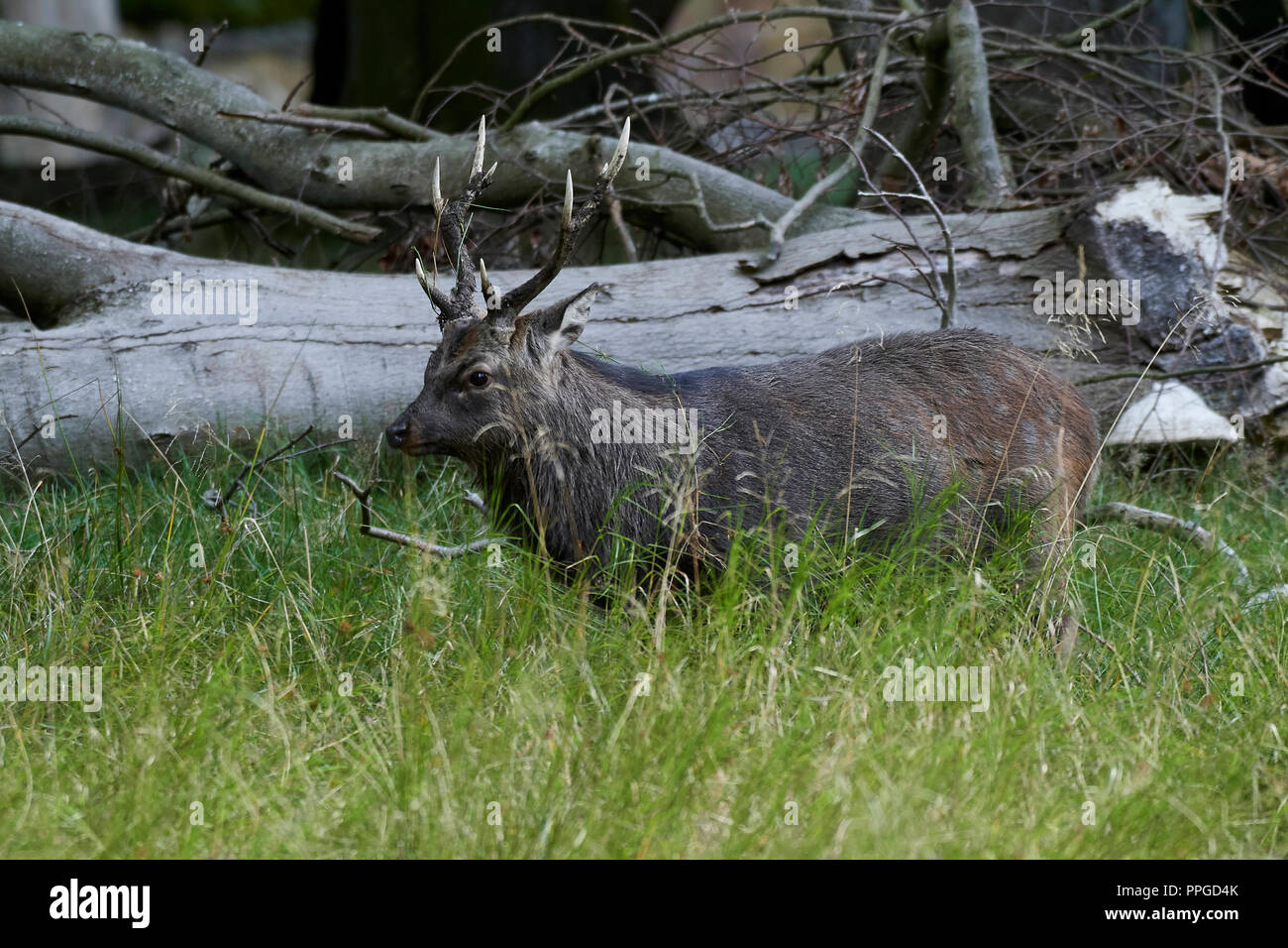 Sika deer in its natural habitat in Denmark Stock Photo - Alamy