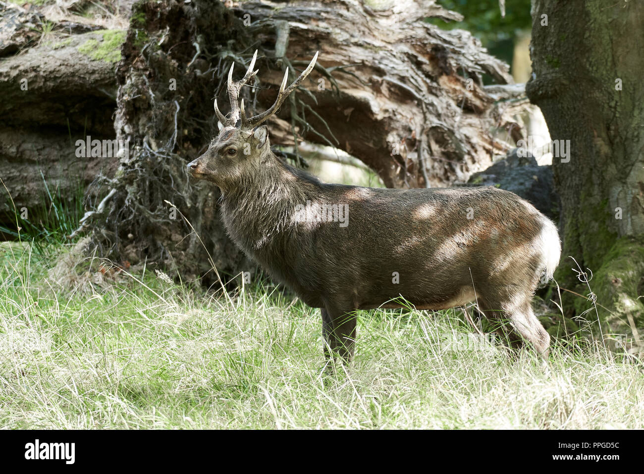 Sika deer in its natural habitat in Denmark Stock Photo - Alamy
