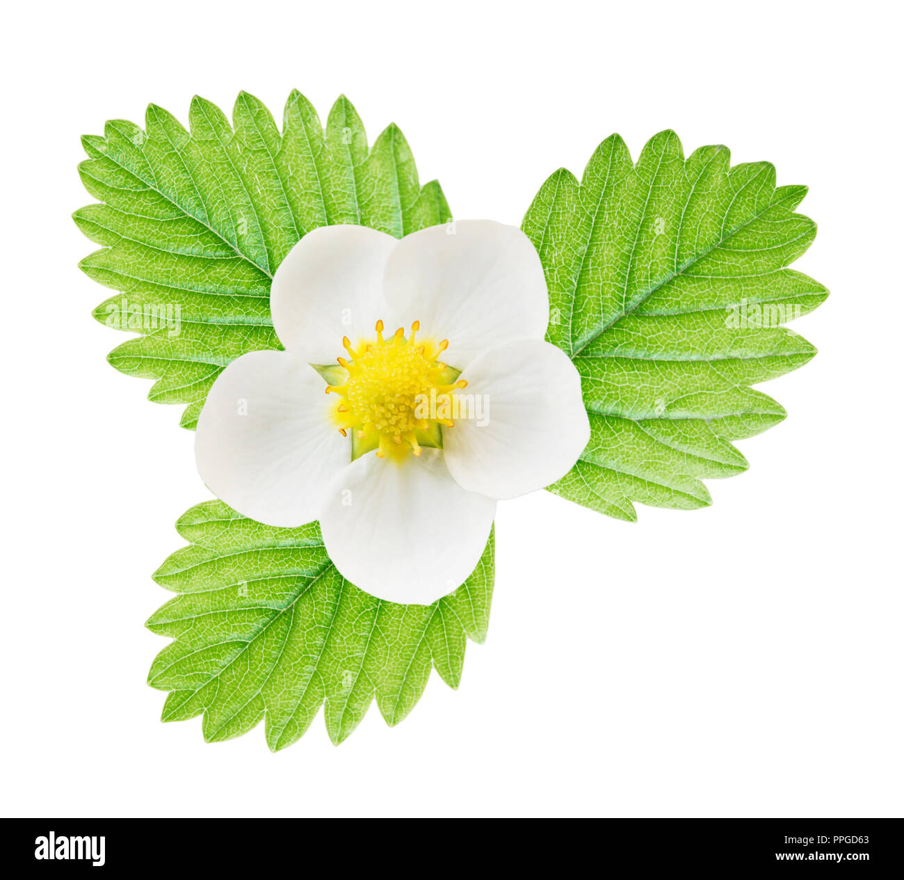 White flower and green leaf of strawberry isolated on white background ...