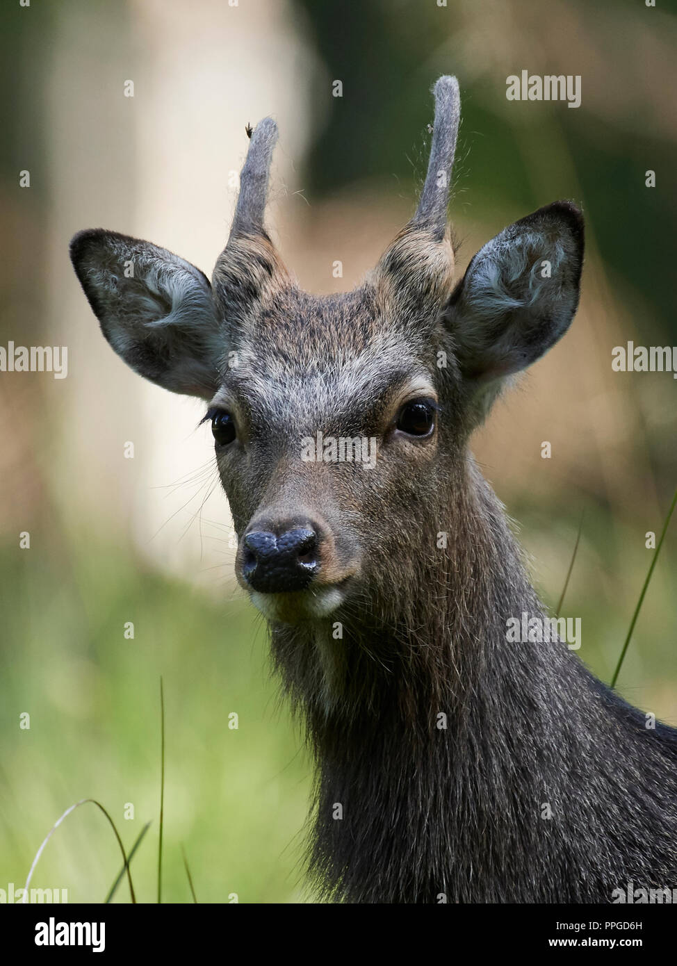 Sika deer in its natural habitat in Denmark Stock Photo - Alamy