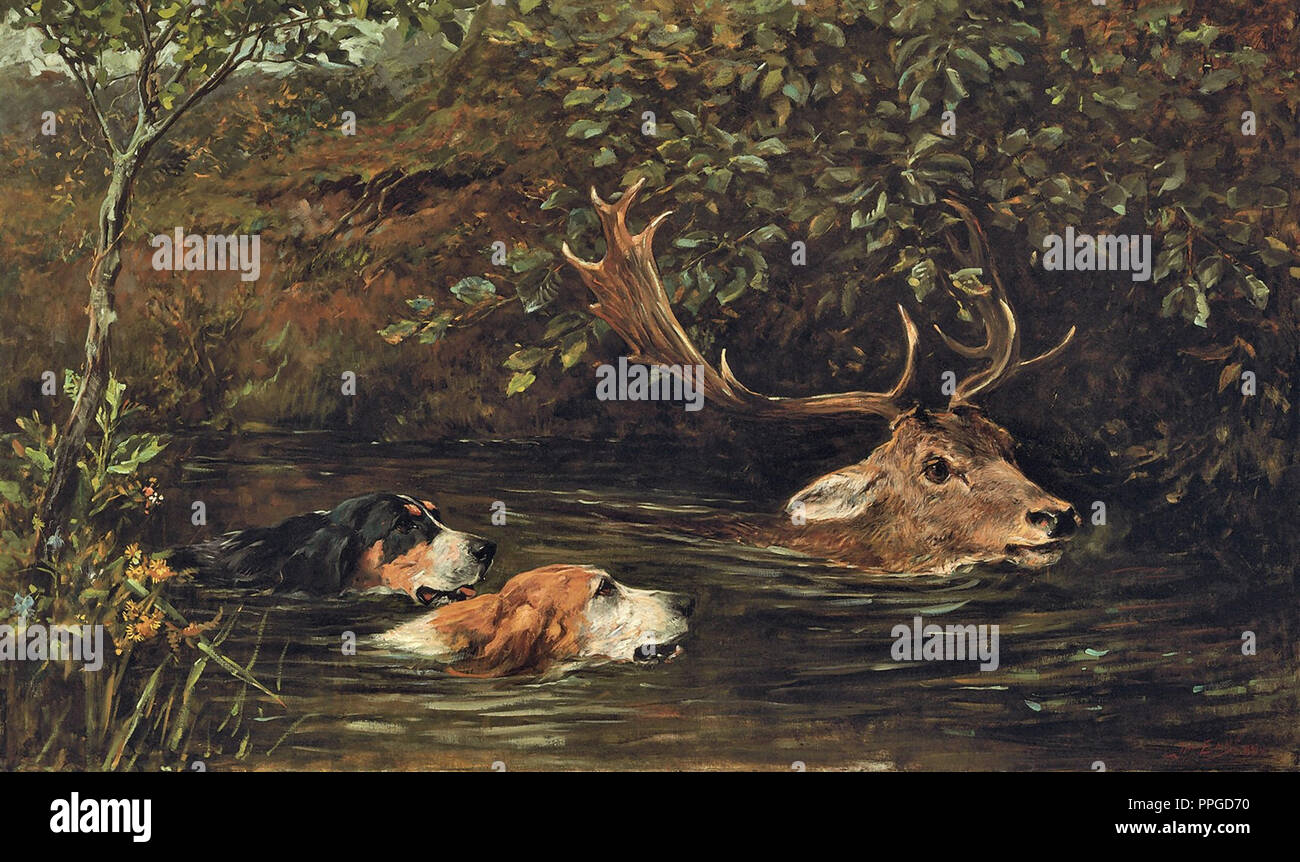 Stag at bay hi-res stock photography and images - Alamy