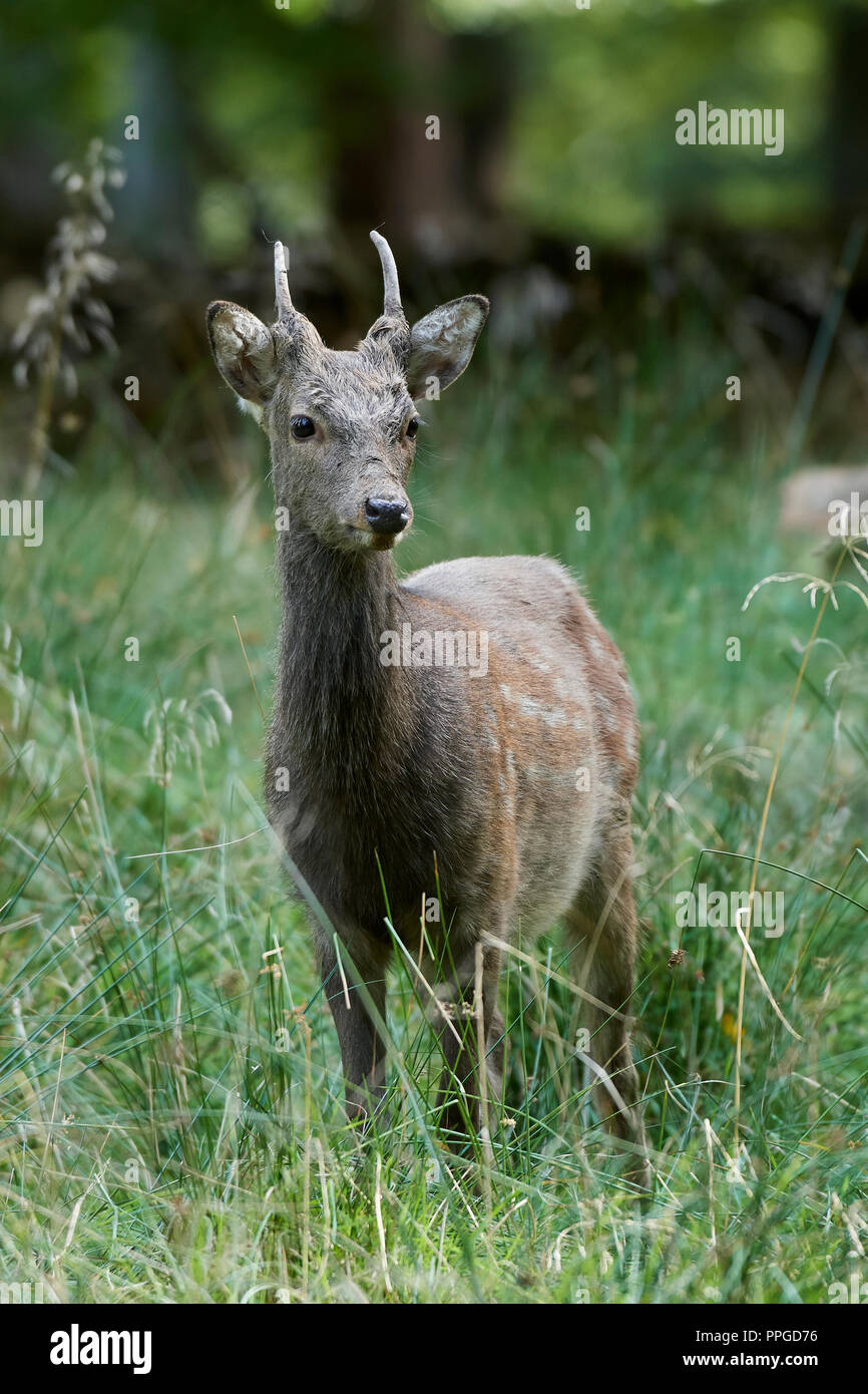 Sika deer in its natural habitat in Denmark Stock Photo - Alamy