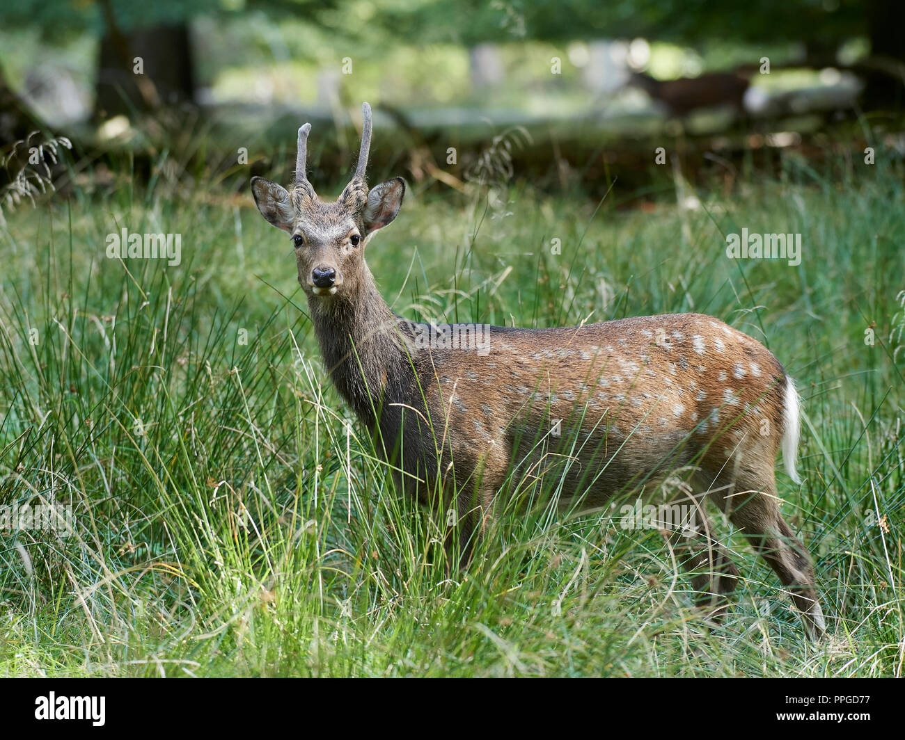 Sika deer in its natural habitat in Denmark Stock Photo - Alamy