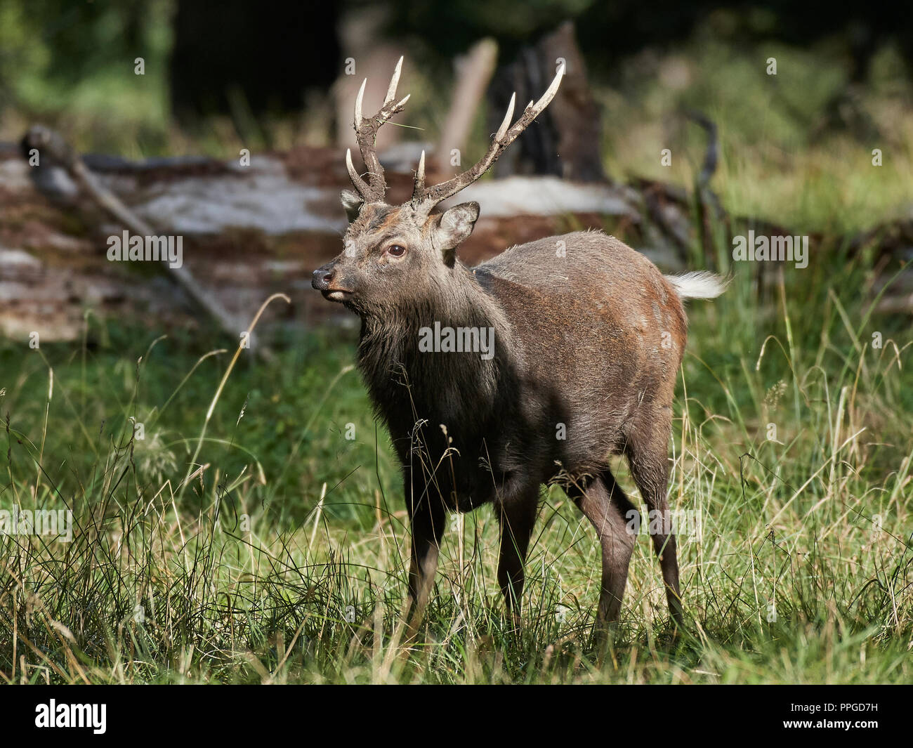 Sika deer in its natural habitat in Denmark Stock Photo - Alamy