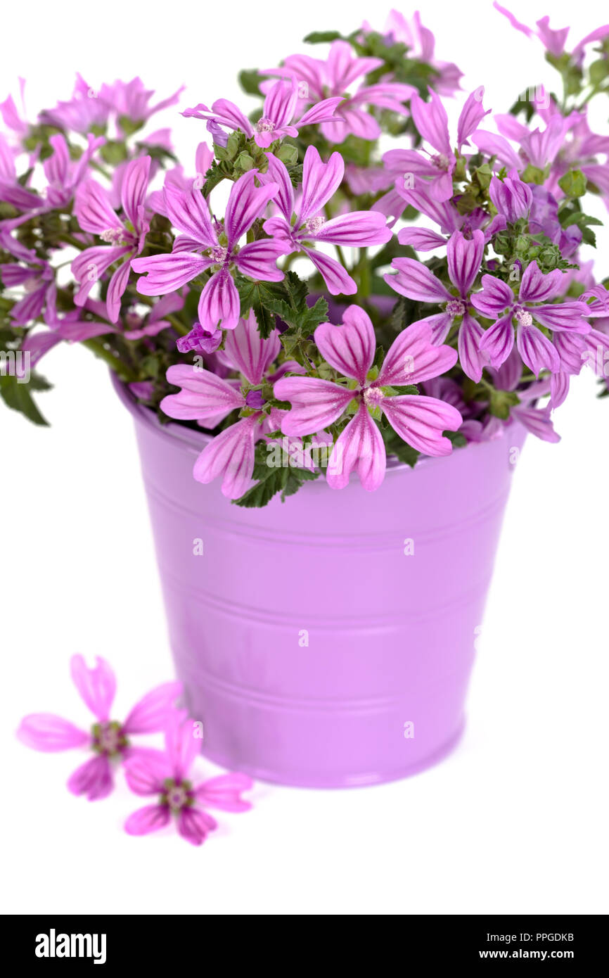 wild violet flowers in bucket isolated on white background Stock Photo ...