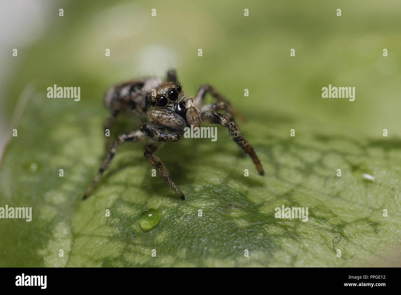Jumping insects hi-res stock photography and images - Alamy
