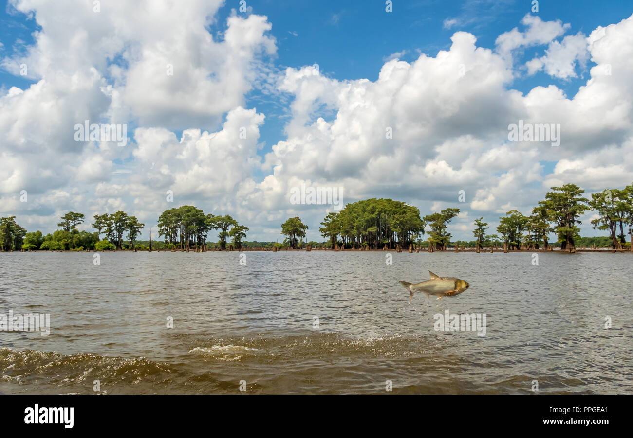Asian carp jumping out of the water in the Atchafalaya National ...