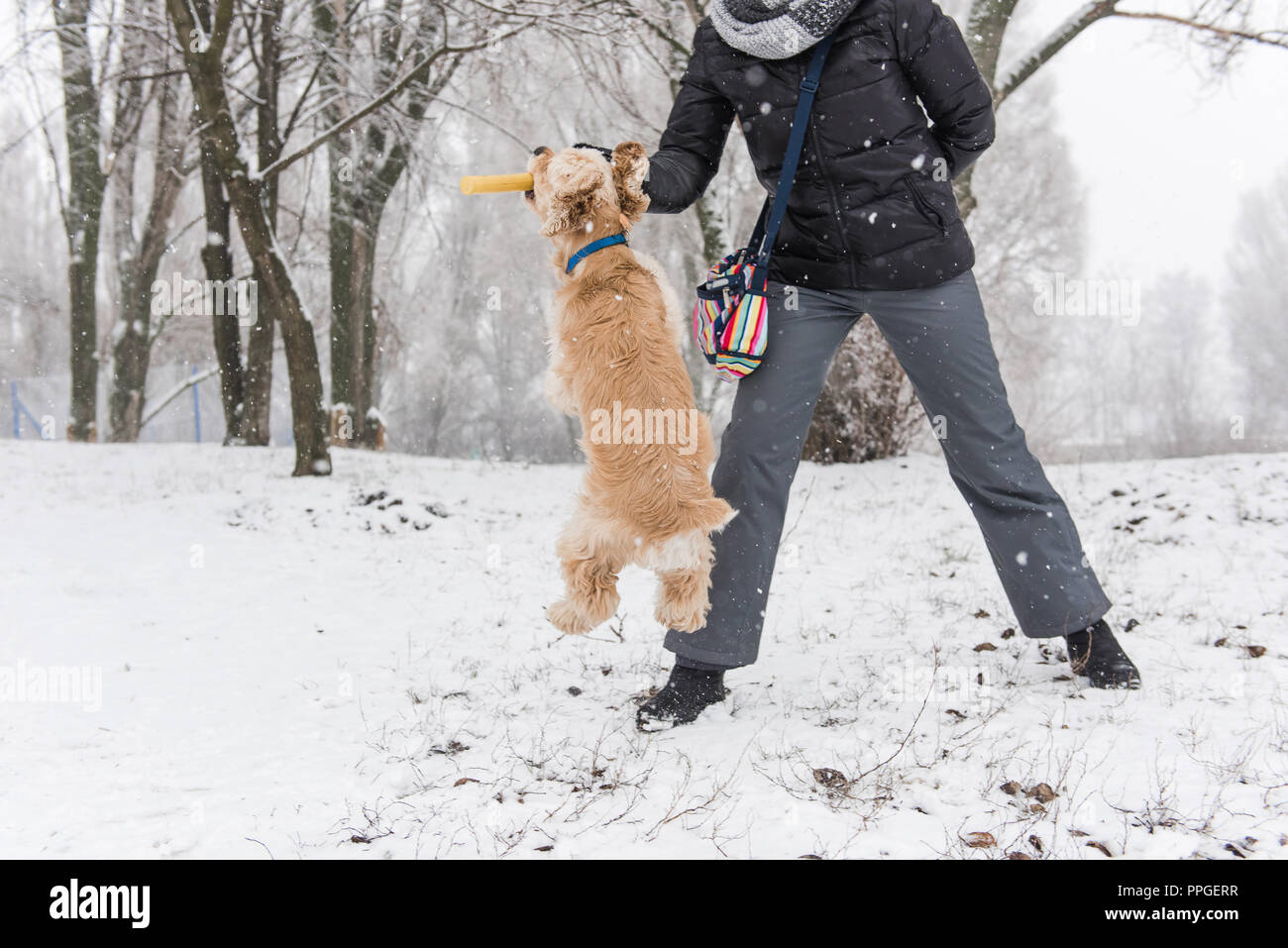 Dog winner catch stick for training outdoors Stock Photo - Alamy