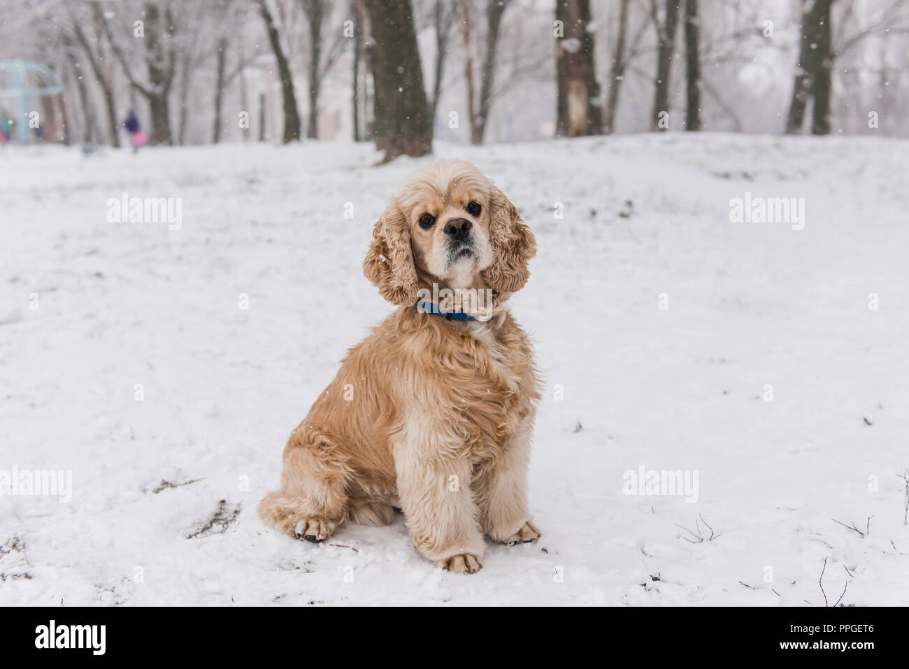 Portrait of beauitful cocker spaniel at winter Stock Photo - Alamy