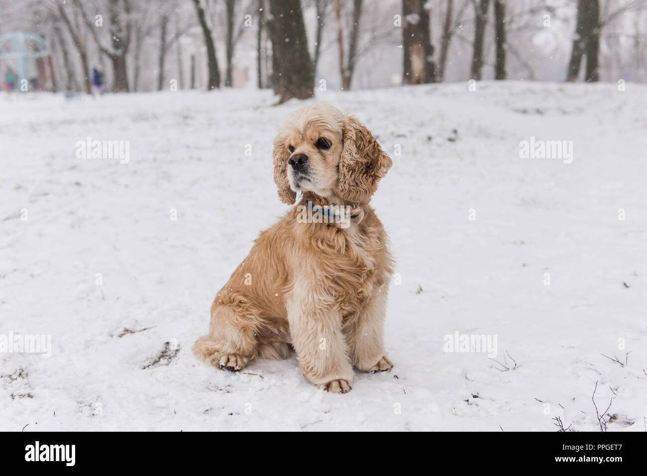 Portrait of cute cocker spaniel with blue collar Stock Photo - Alamy