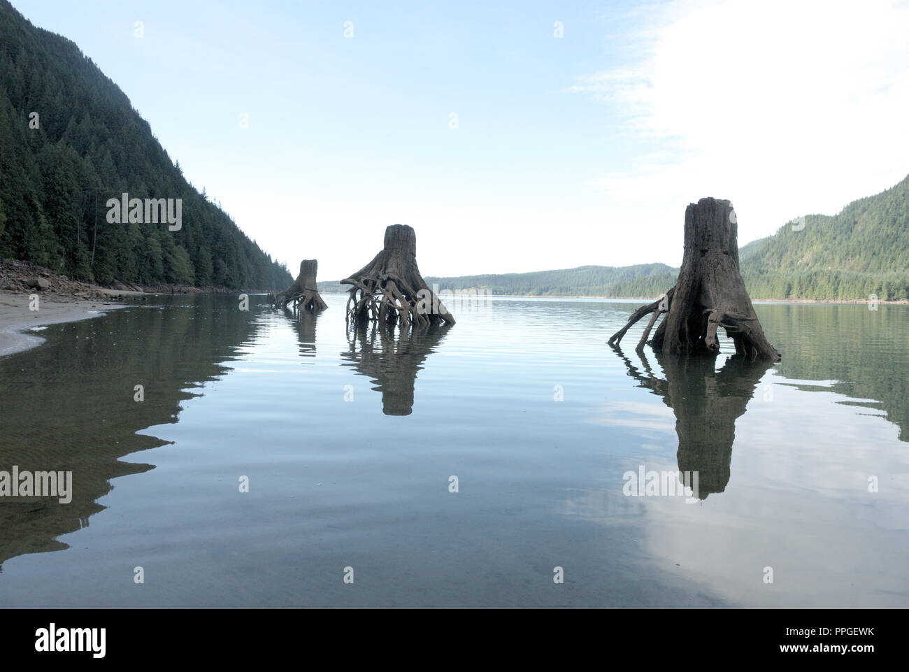 Stumps on the beach at low water at Stave Lake, Mission, British ...