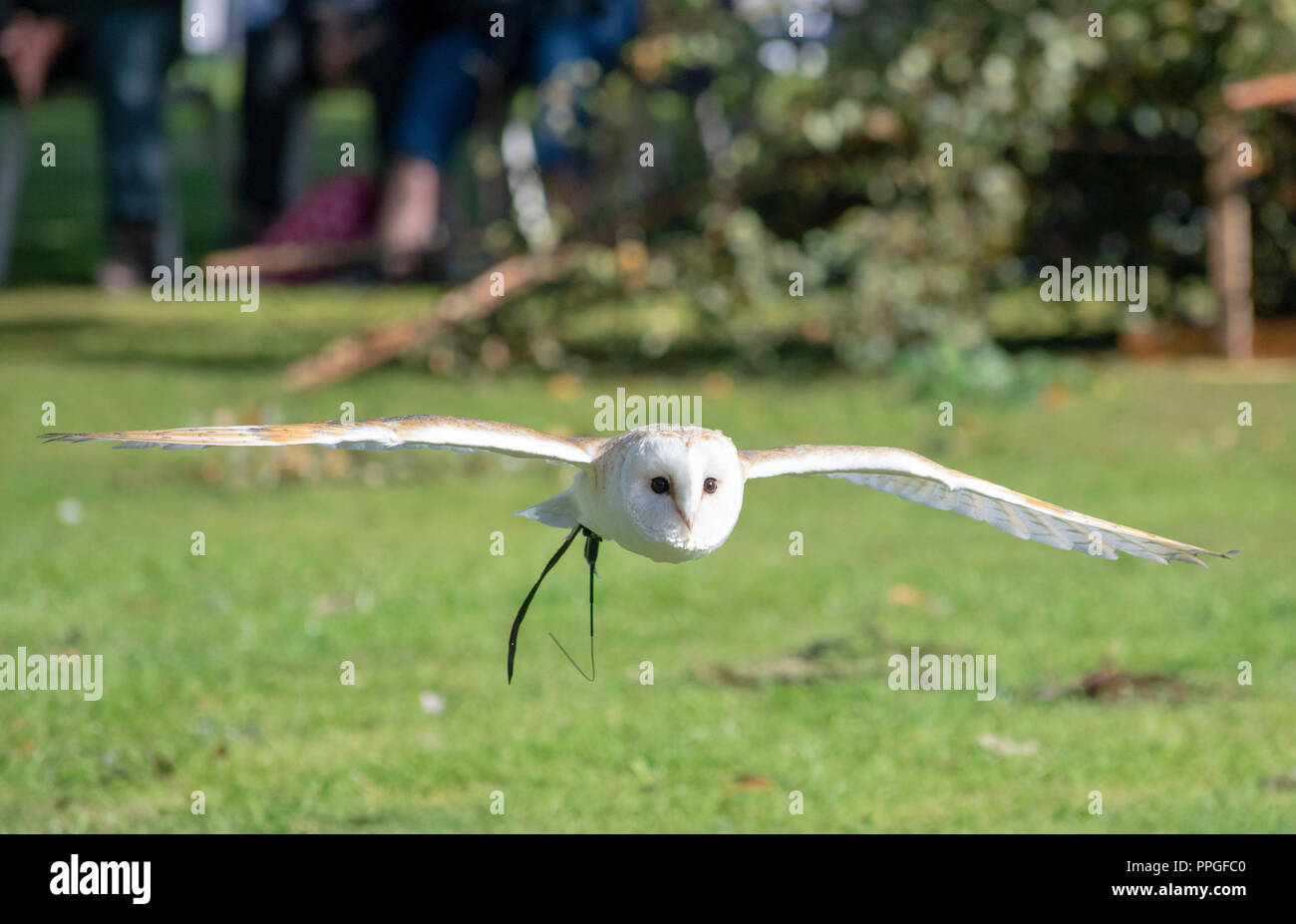 Flying barn owl hi-res stock photography and images - Alamy