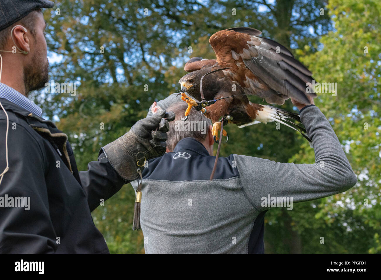 Harris hawk in flight hi-res stock photography and images - Alamy