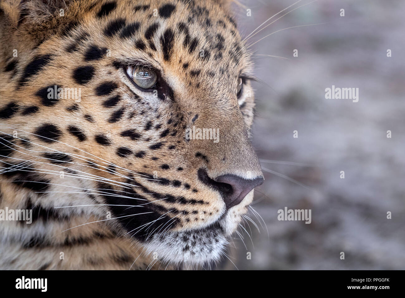 Amur Leopard Profile High Resolution Stock Photography and Images - Alamy