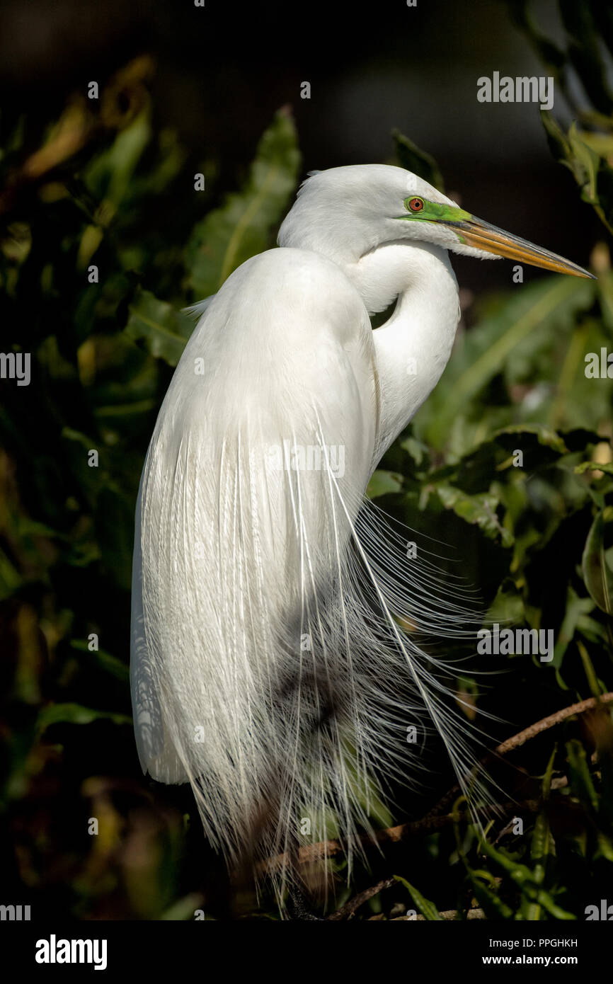 Great Egret displaying breeding colors and Plumage Stock Photo - Alamy