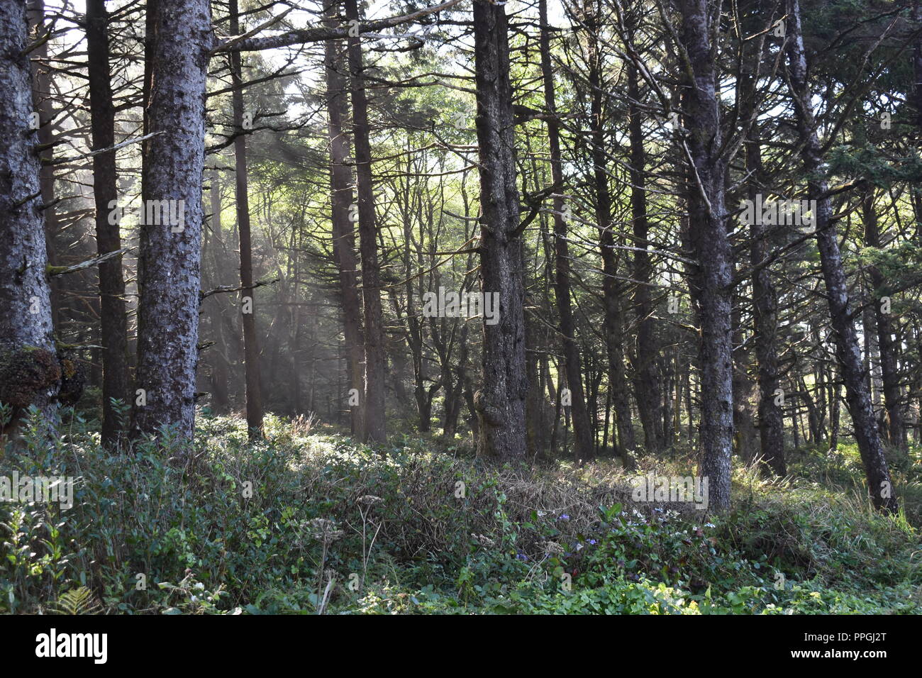 Oregon Coastal Trees Stock Photo - Alamy