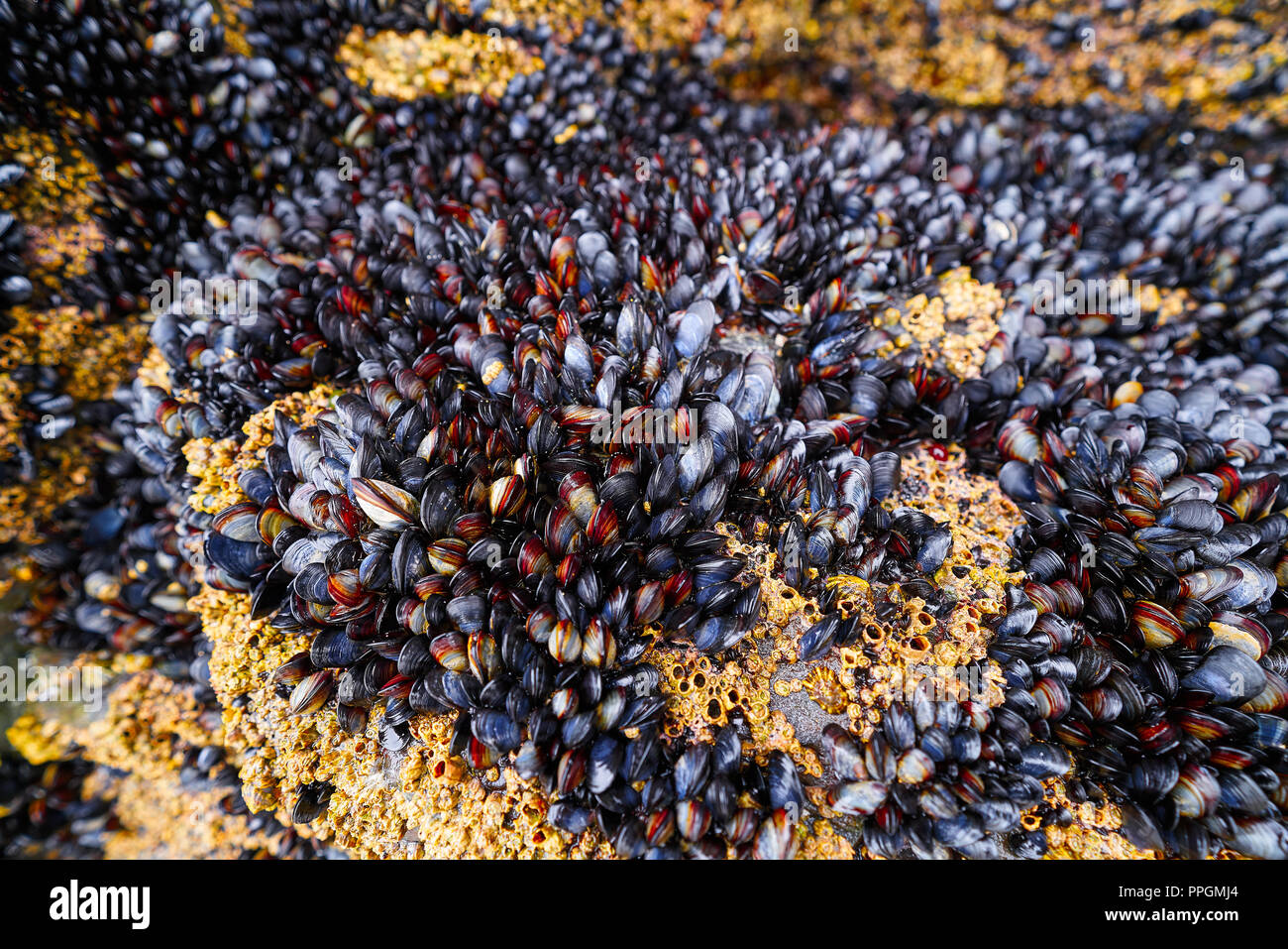 Percebes galicia hi-res stock photography and images - Alamy