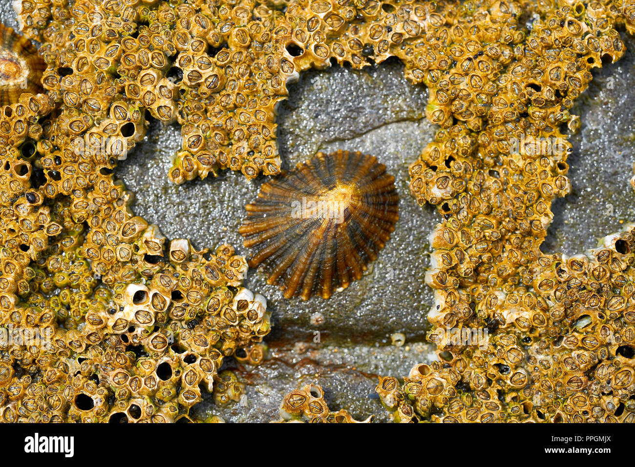 Lapas hi-res stock photography and images - Alamy