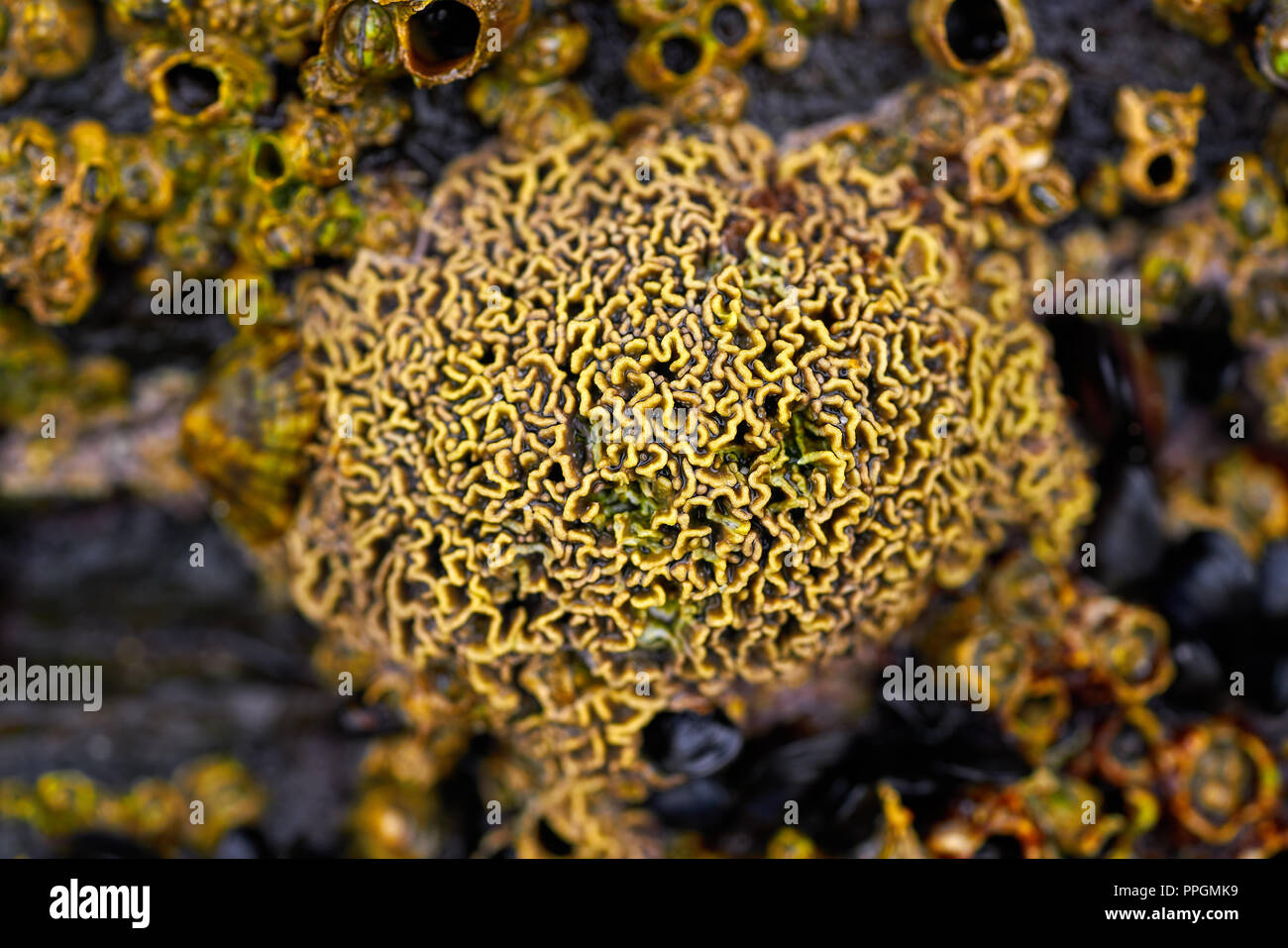 Fresh barnacles at background hi-res stock photography and images - Alamy