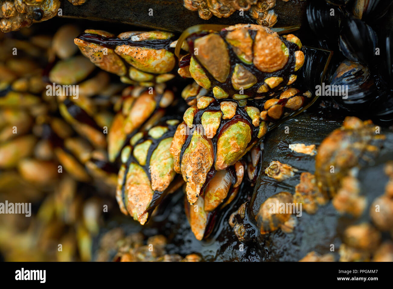 Percebes spain hi-res stock photography and images - Alamy