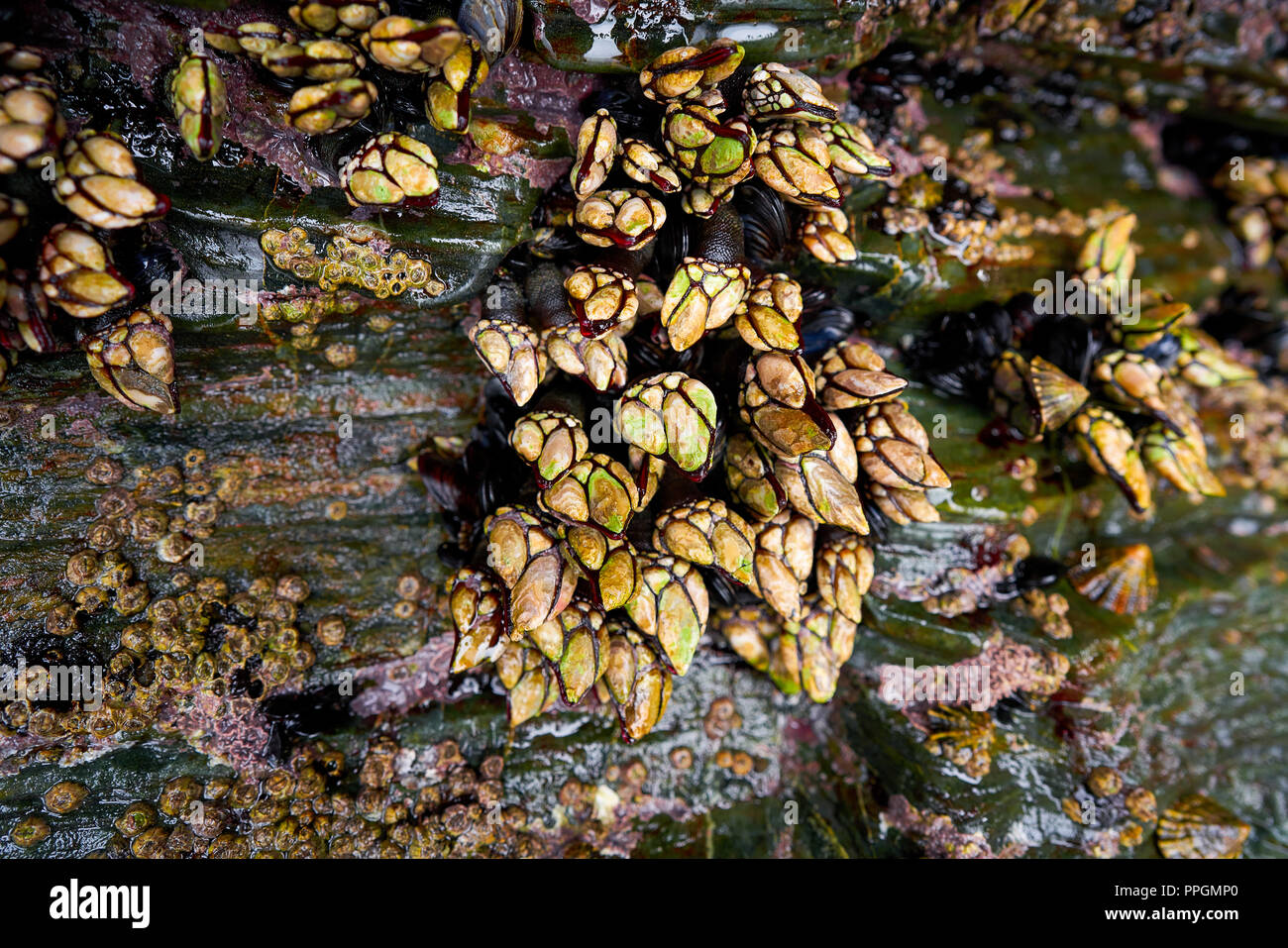 Percebes barnacles seafood in Ribadeo Galicia of Lugo Spain Stock Photo ...