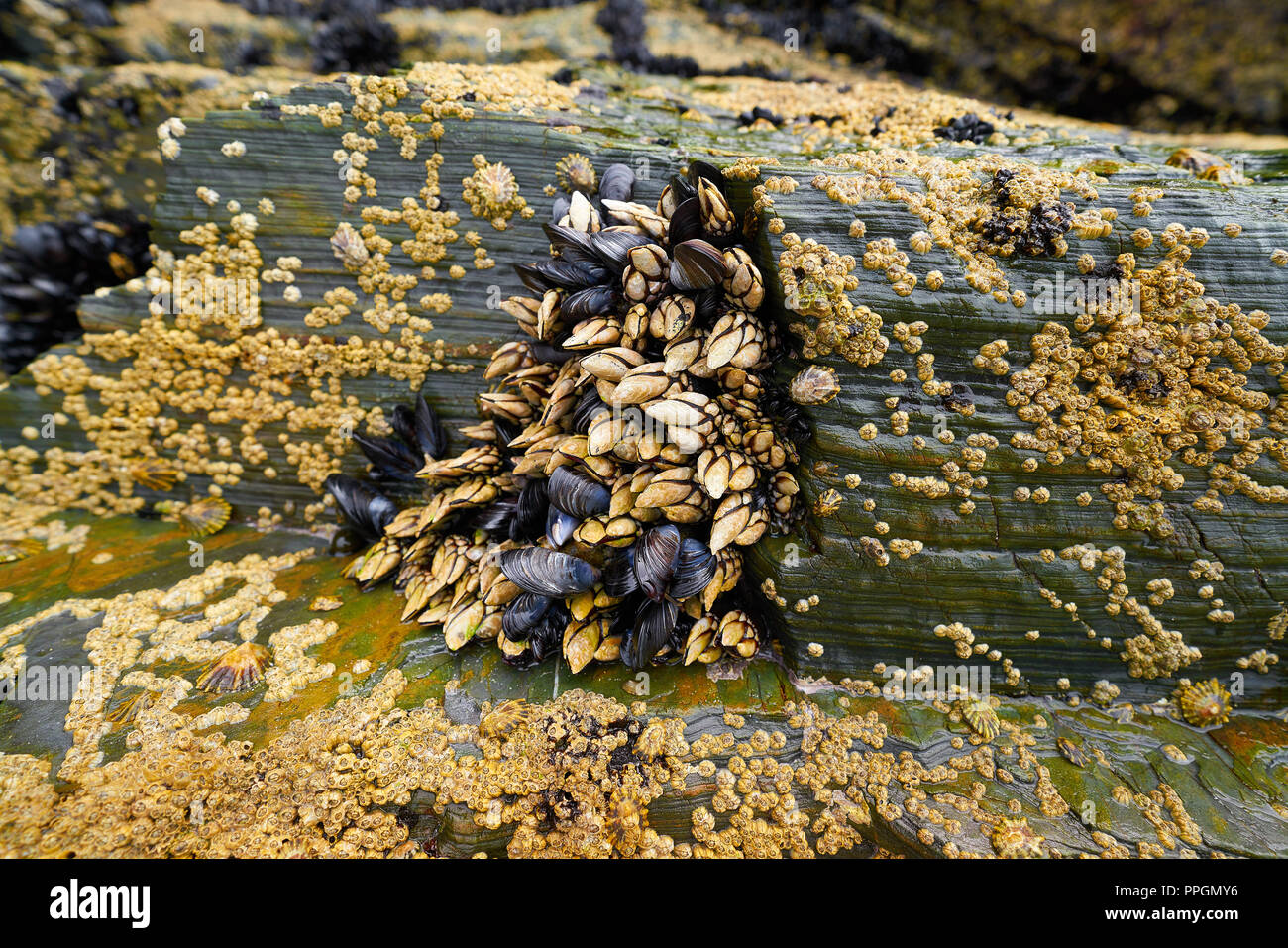 Percebes galicia hi-res stock photography and images - Alamy