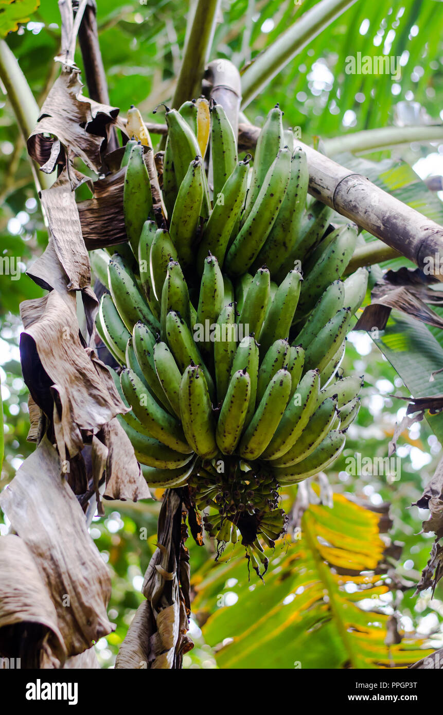 Original Banana Species